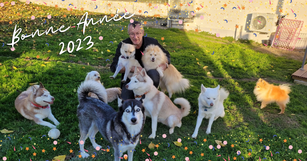 Élevage de pomsky en France, Pomskylandes ! La référence du Pomsky